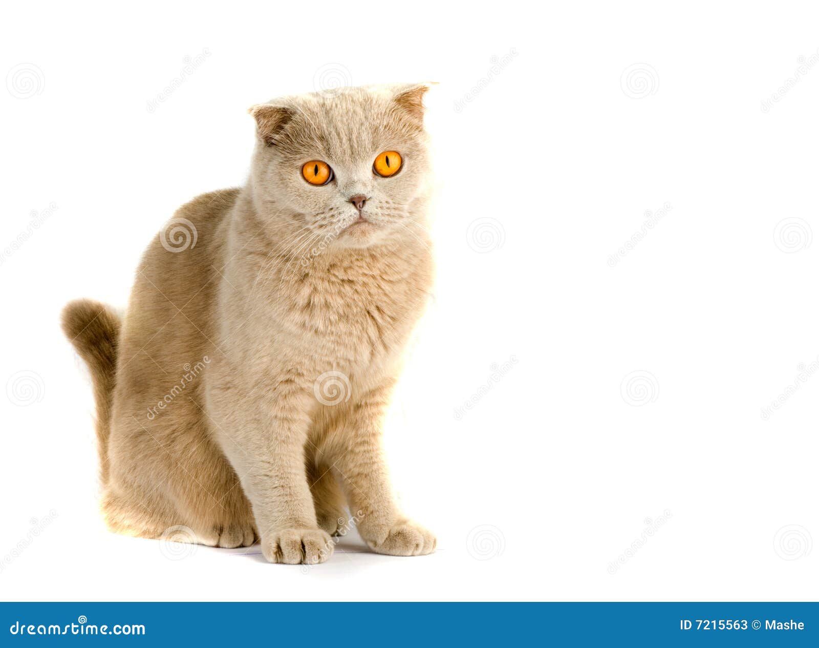 British cat stock image. Image of pretty, pedigreed, kitty - 7215563