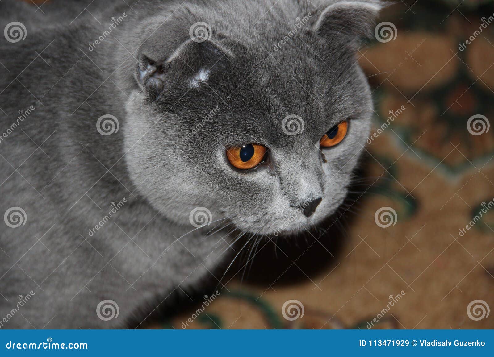 British cat is alarmed stock image. Image of looking - 113471929