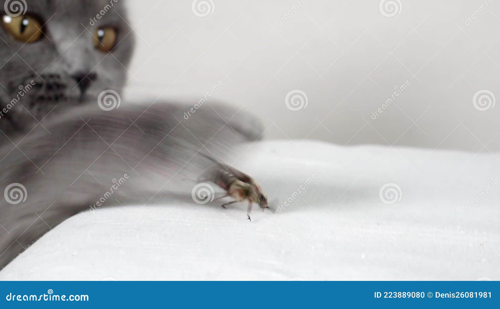 Cute British Cat with Passion Hunts for a Beetle Stock Footage - Video ...