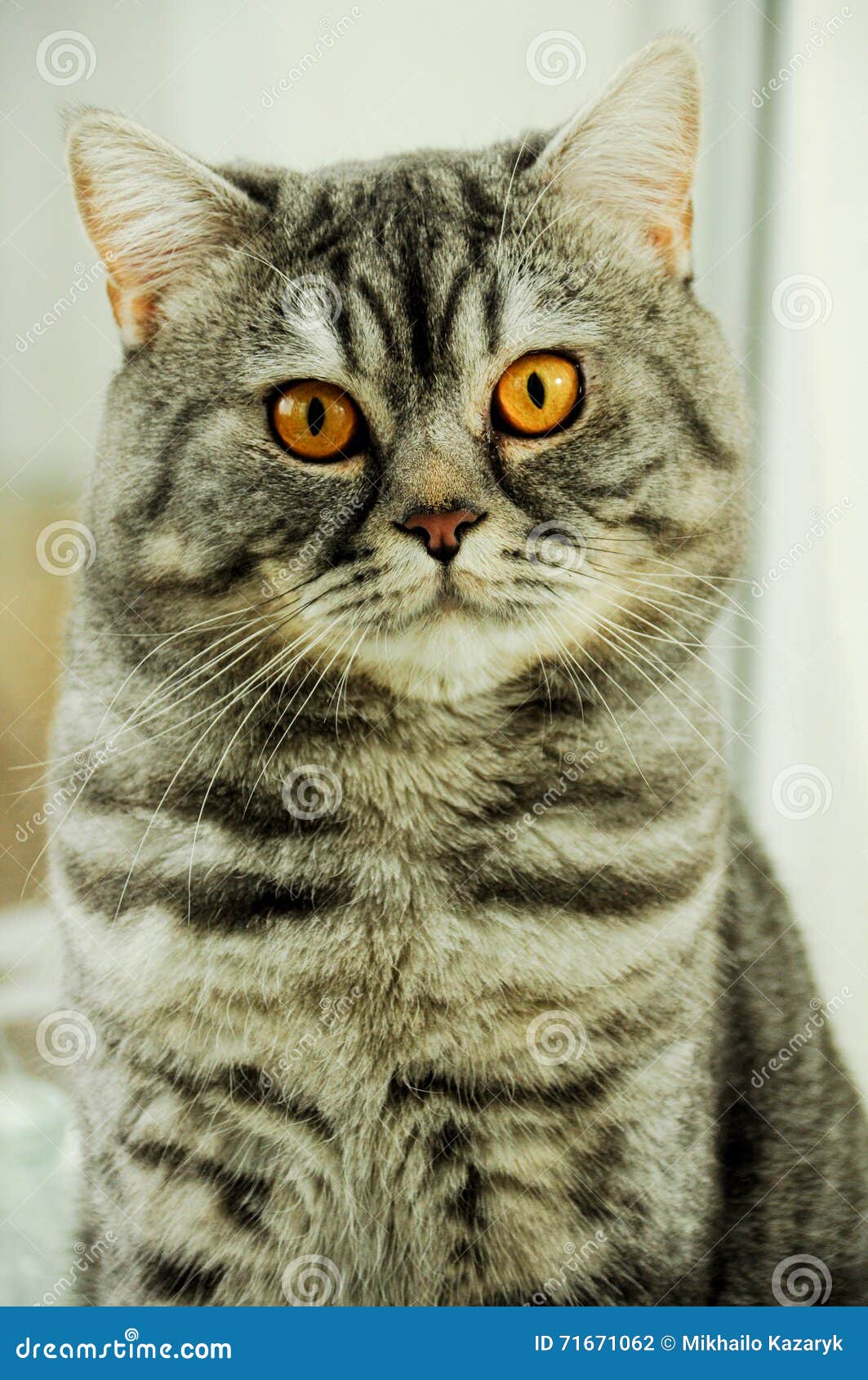 British cat breed stock photo. Image of cute, mammal - 71671062