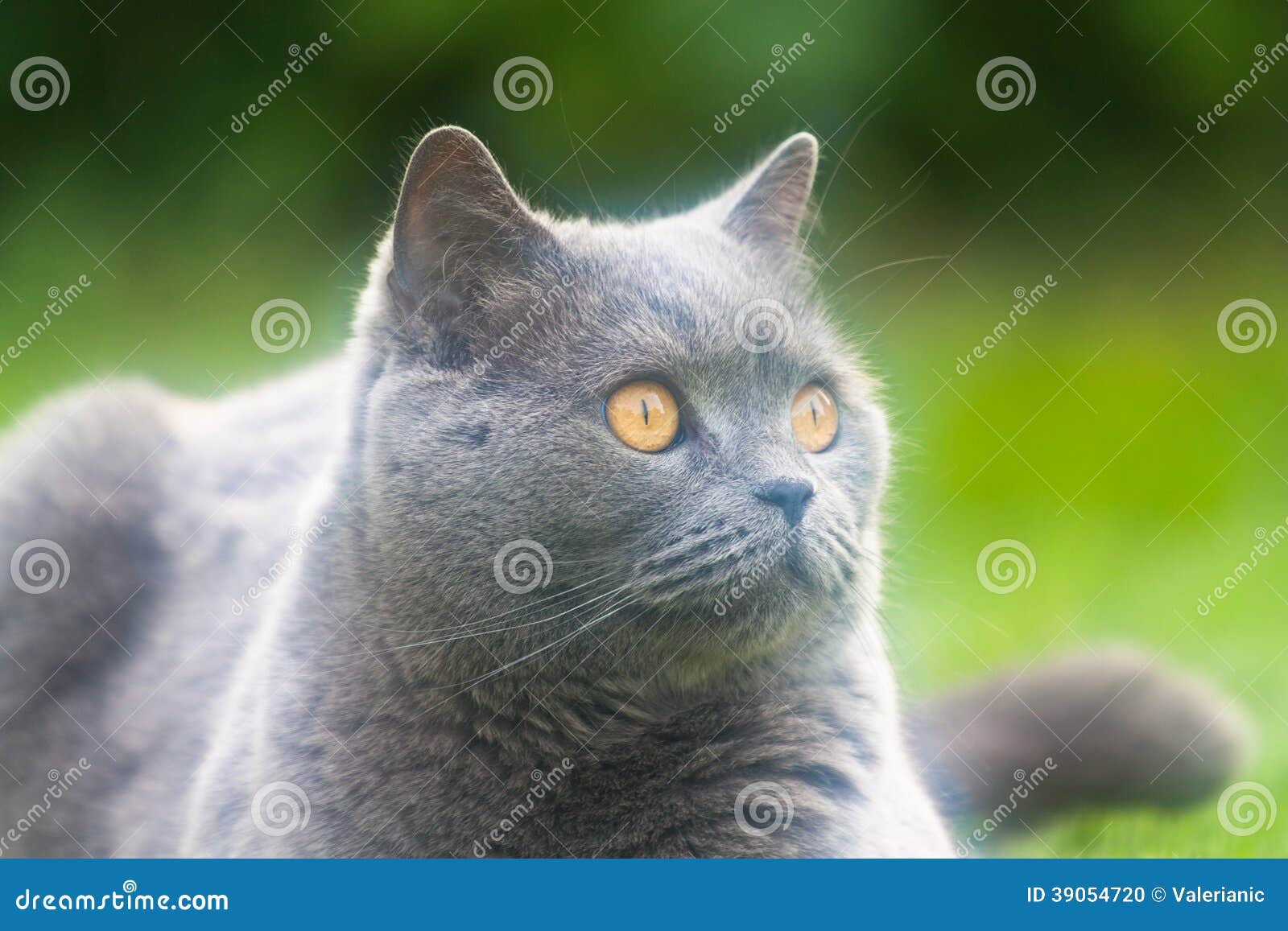 British cat breed stock photo. Image of breed, eyes, look - 39054720
