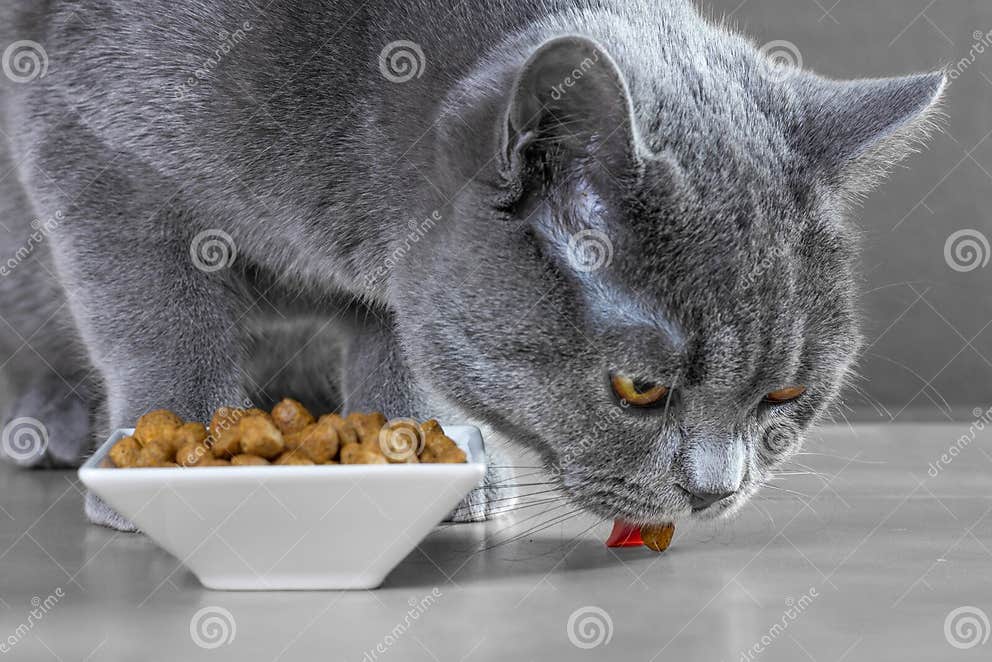 British cat eats cat food stock photo. Image of dark - 85409530