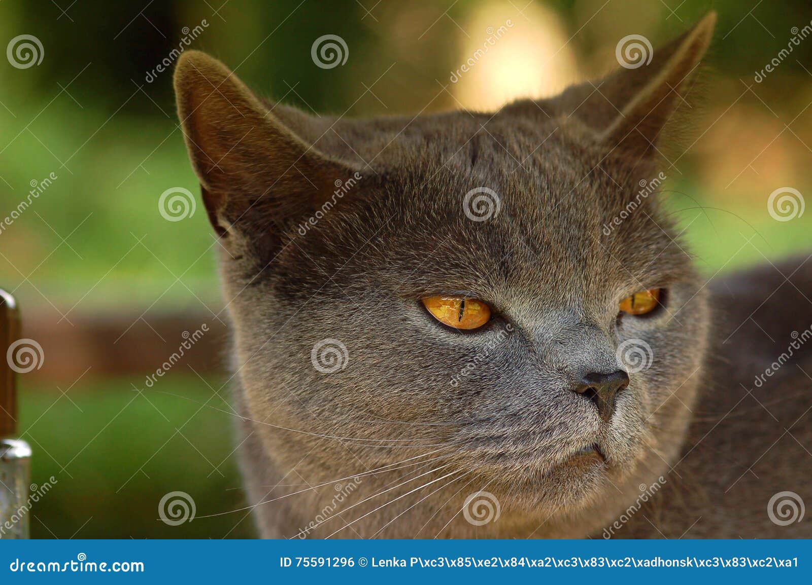 British cat stock photo. Image of british, mamals, tame - 75591296
