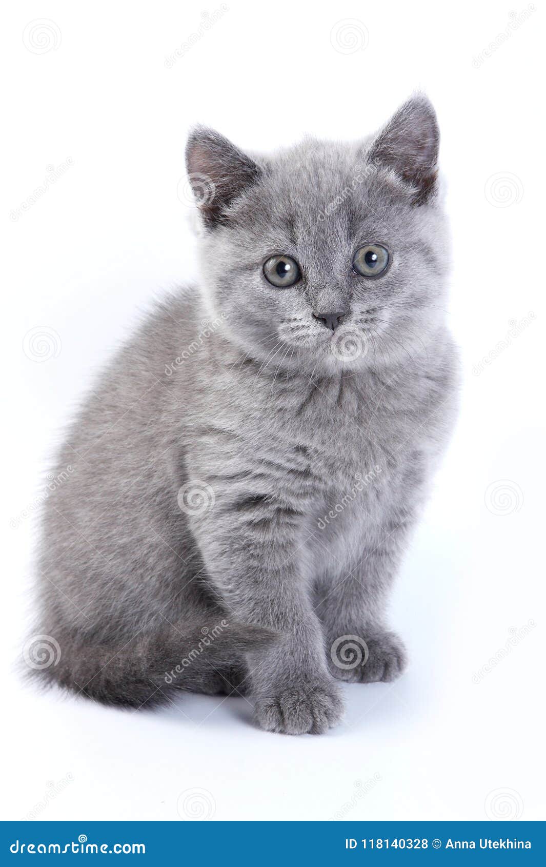 British cat kitten stock photo. Image of isolated, pedigreed - 118140328