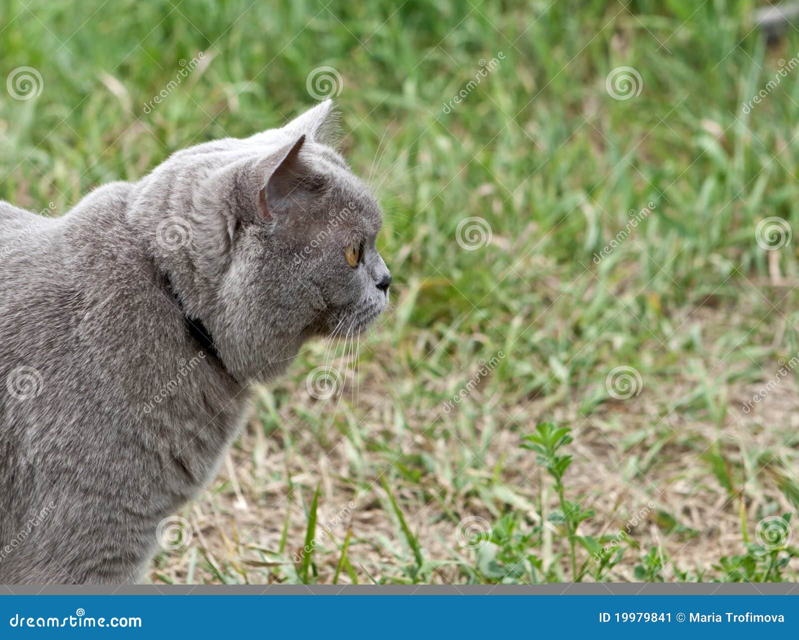 British Cat Looks into the Distance. Stock Image - Image of staring ...