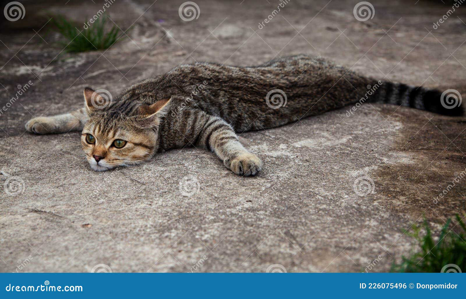 A British Cat is Lying Flat on the Concrete Floor. Stock Photo - Image ...