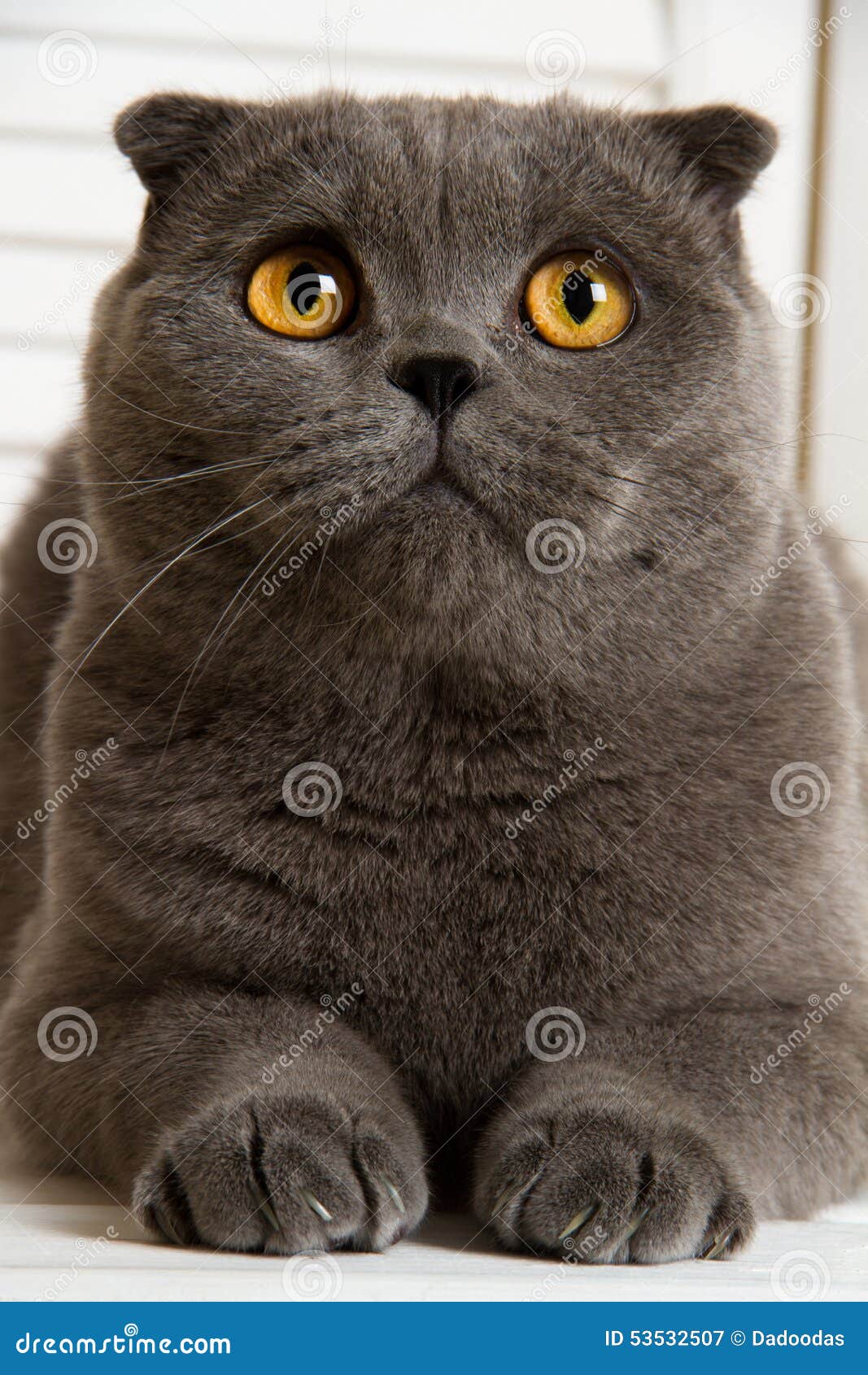 British cat stock image. Image of animal, fluffy, kitty - 53532507