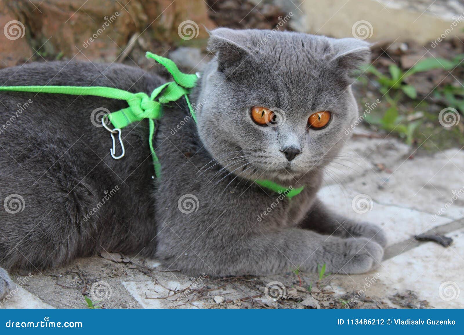 British Cat Playing with Leash Stock Photo - Image of bear, feline ...