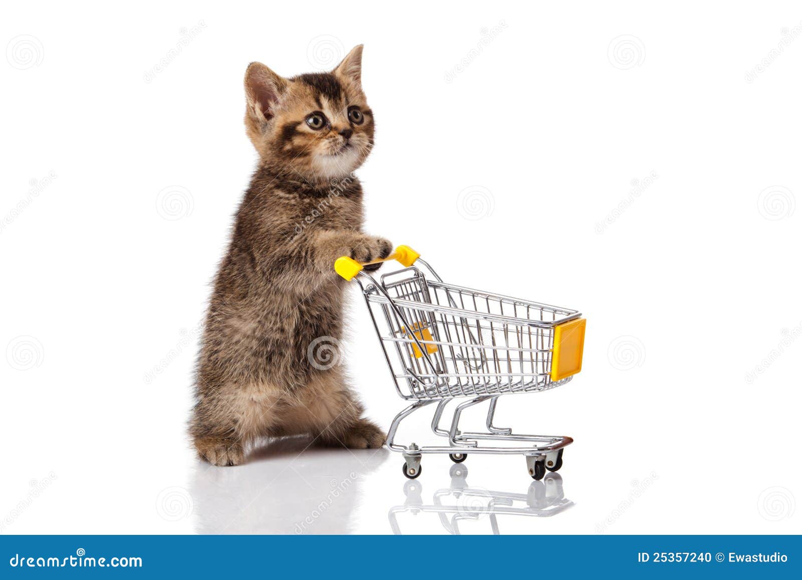 British Cat with Shopping Cart Stock Photo - Image of carnivore, buying ...
