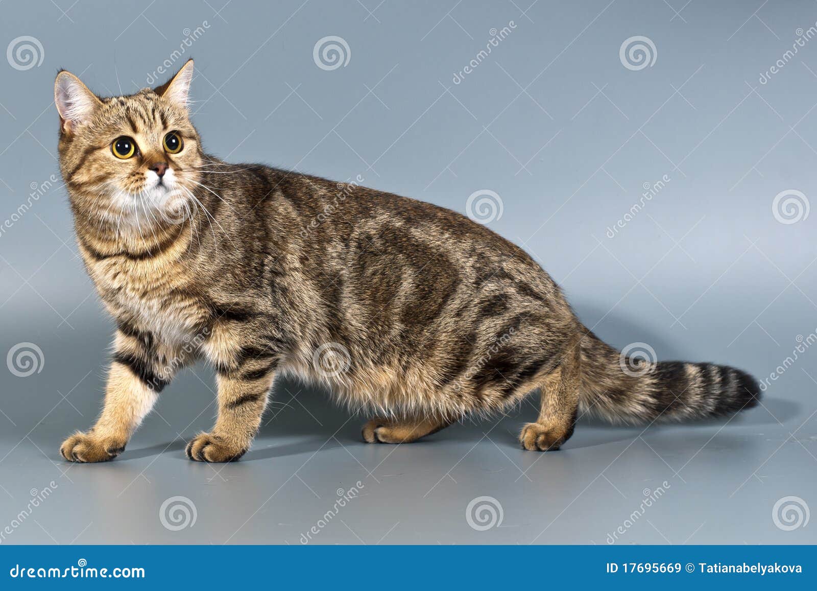 British Cat Shorthair Tabby Stock Image - Image of beautiful, family ...