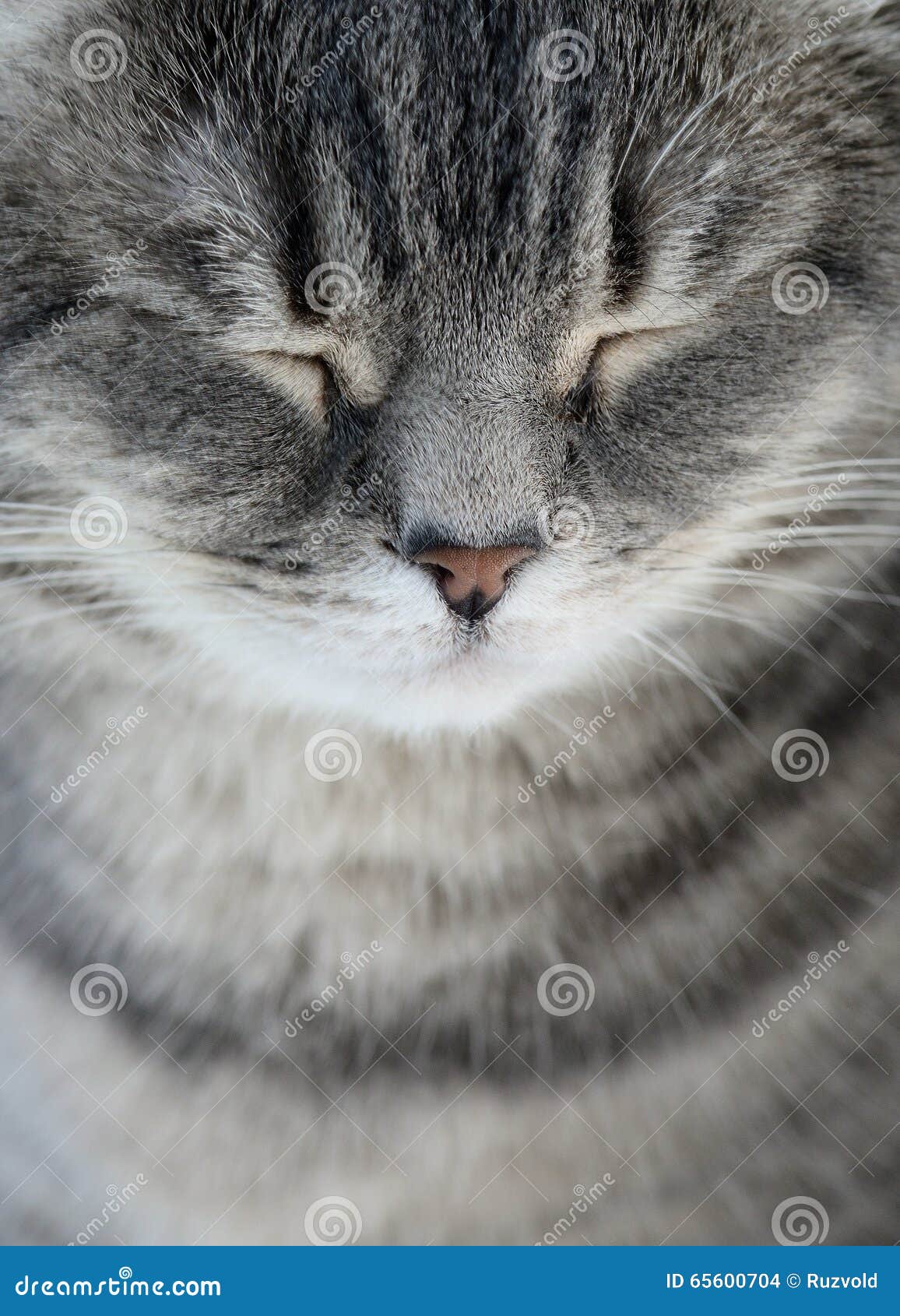 British Cat with Shutted Eyes Stock Photo - Image of closeup, looking ...