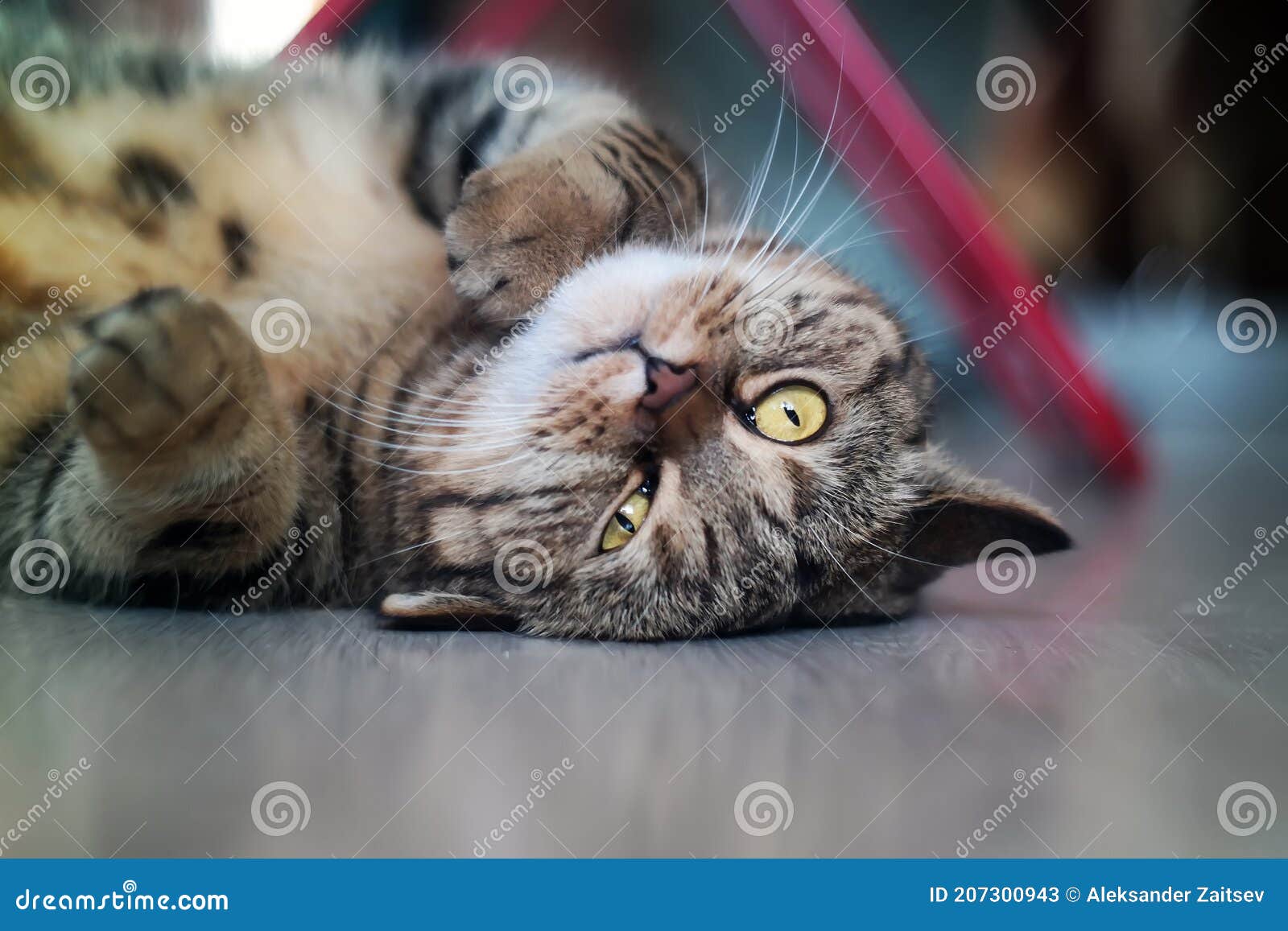 British Cat Sprawled on the Floor Head Down and Looks at the Camera ...
