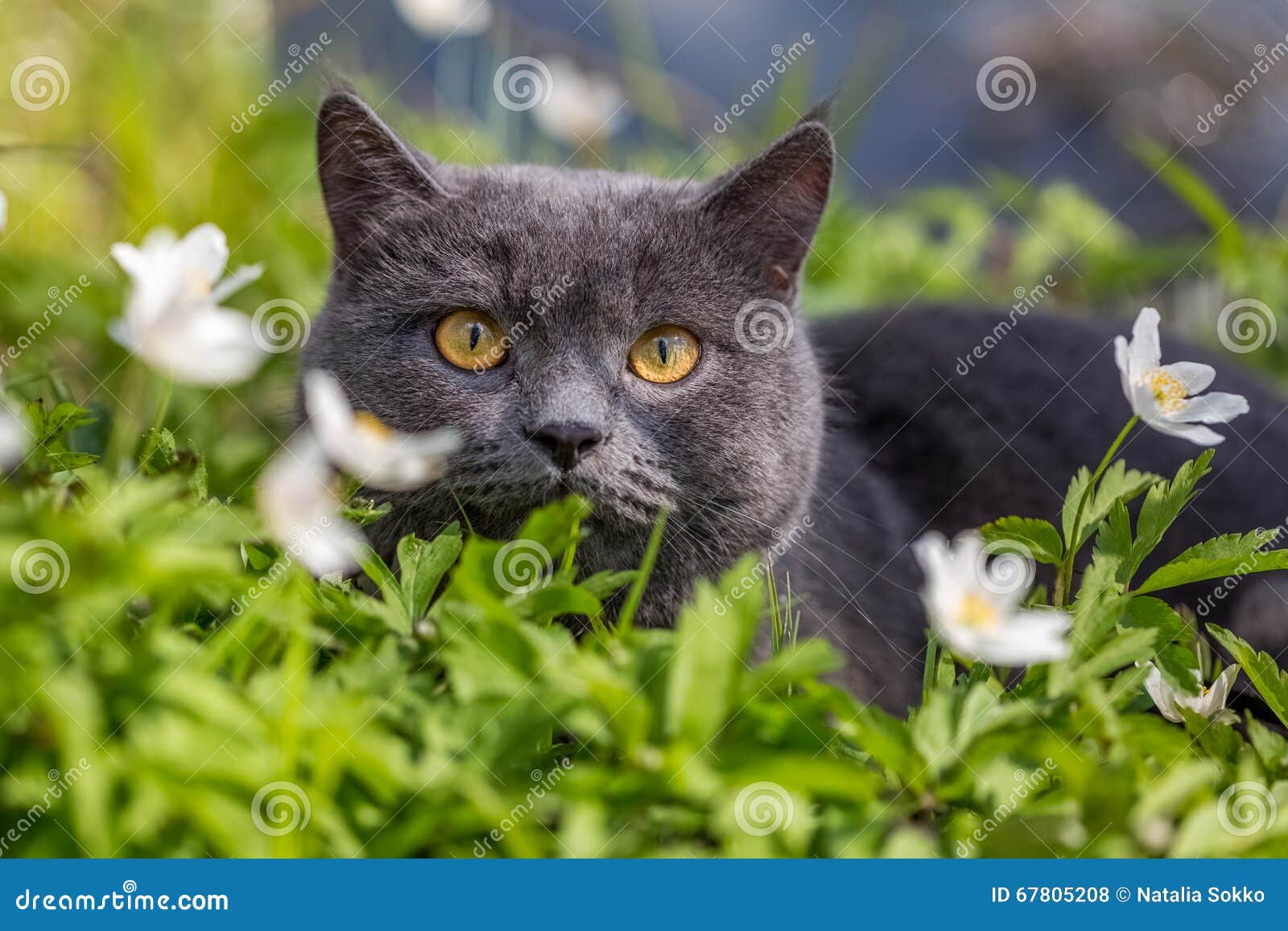 British Cat in Spring Flowers Stock Photo - Image of nature, flowers ...