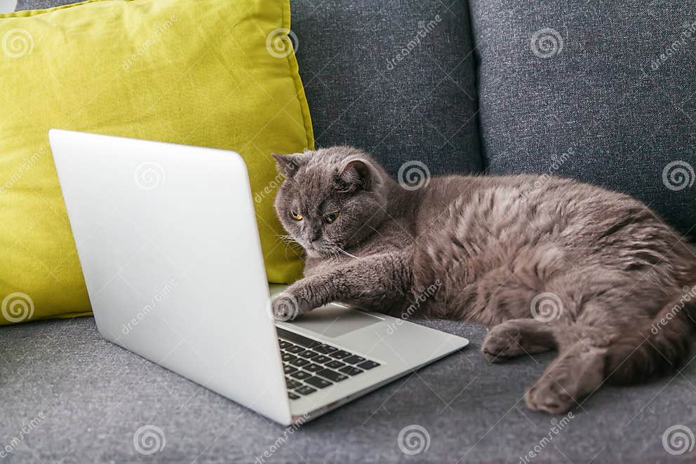 British Cat Working on the Laptop Stock Image - Image of cute ...