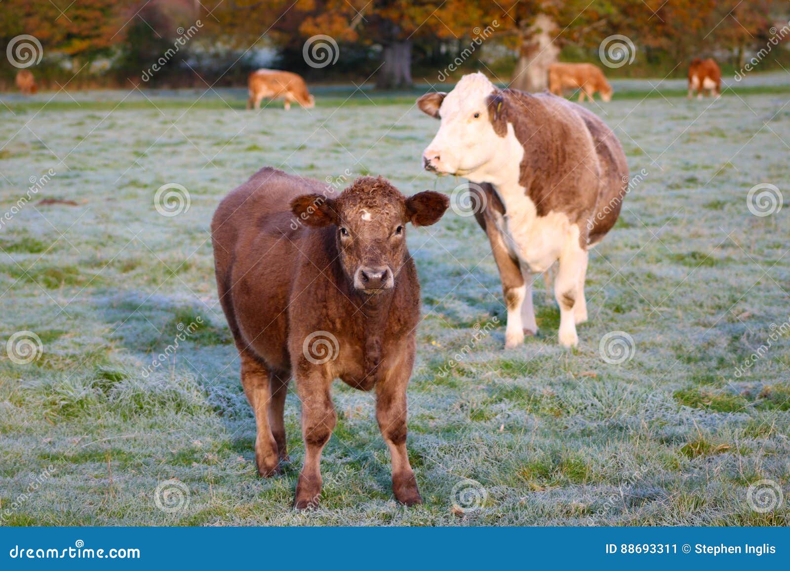 British Cattle stock image. Image of farm, meadow, land - 88693311