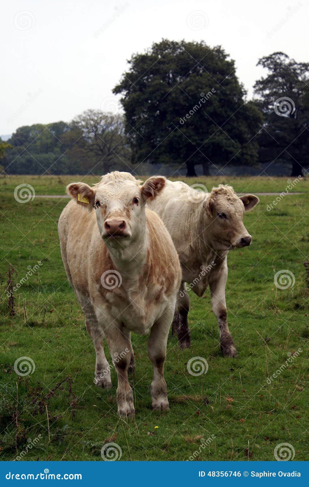 British cattle stock photo. Image of farm, british, farmland - 48356746