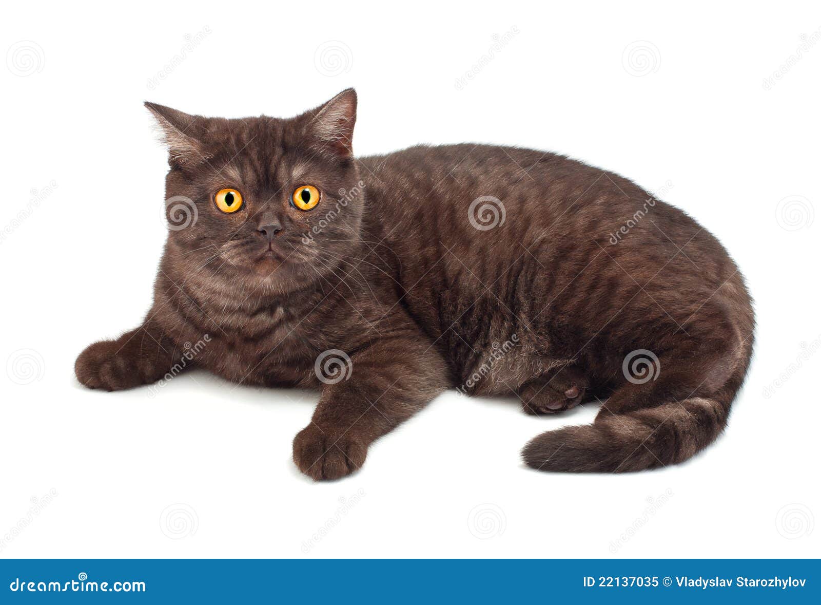 British chocolate cat stock image. Image of staring, brown - 22137035
