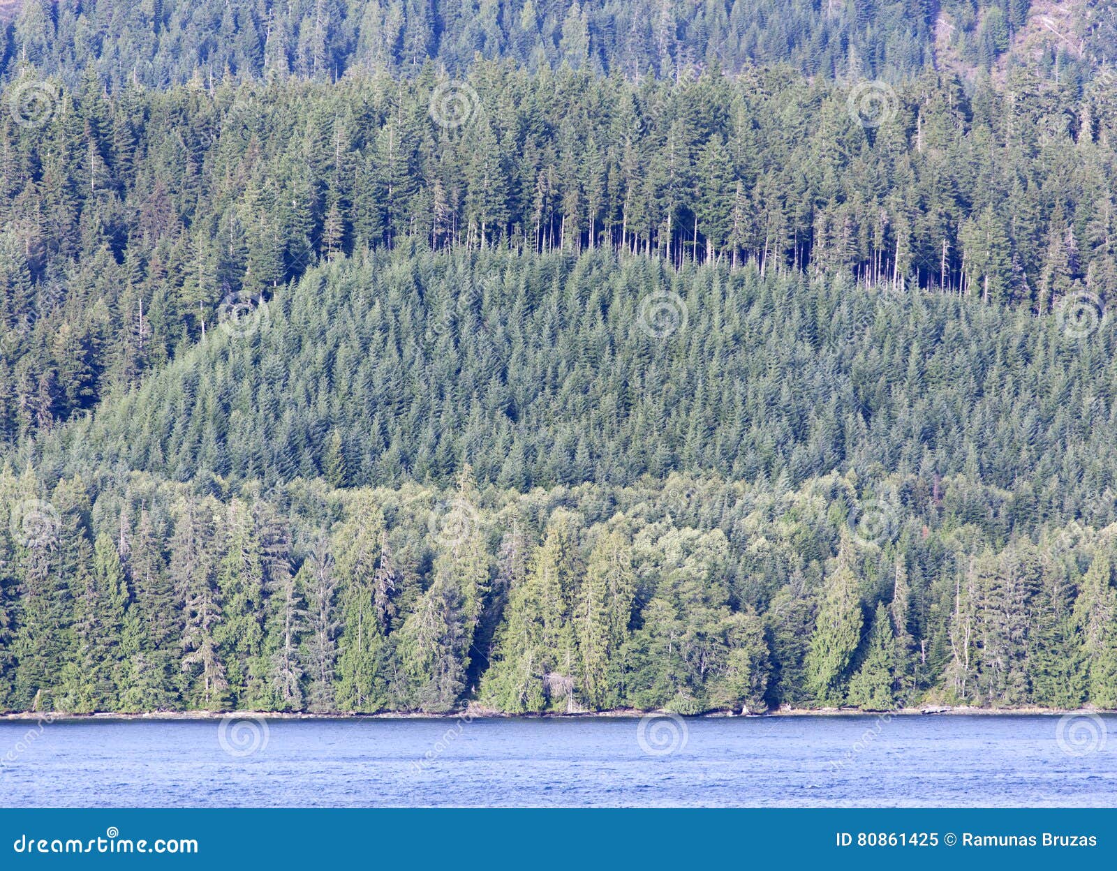 British Columbia Forest stock image. Image of forest - 80861425