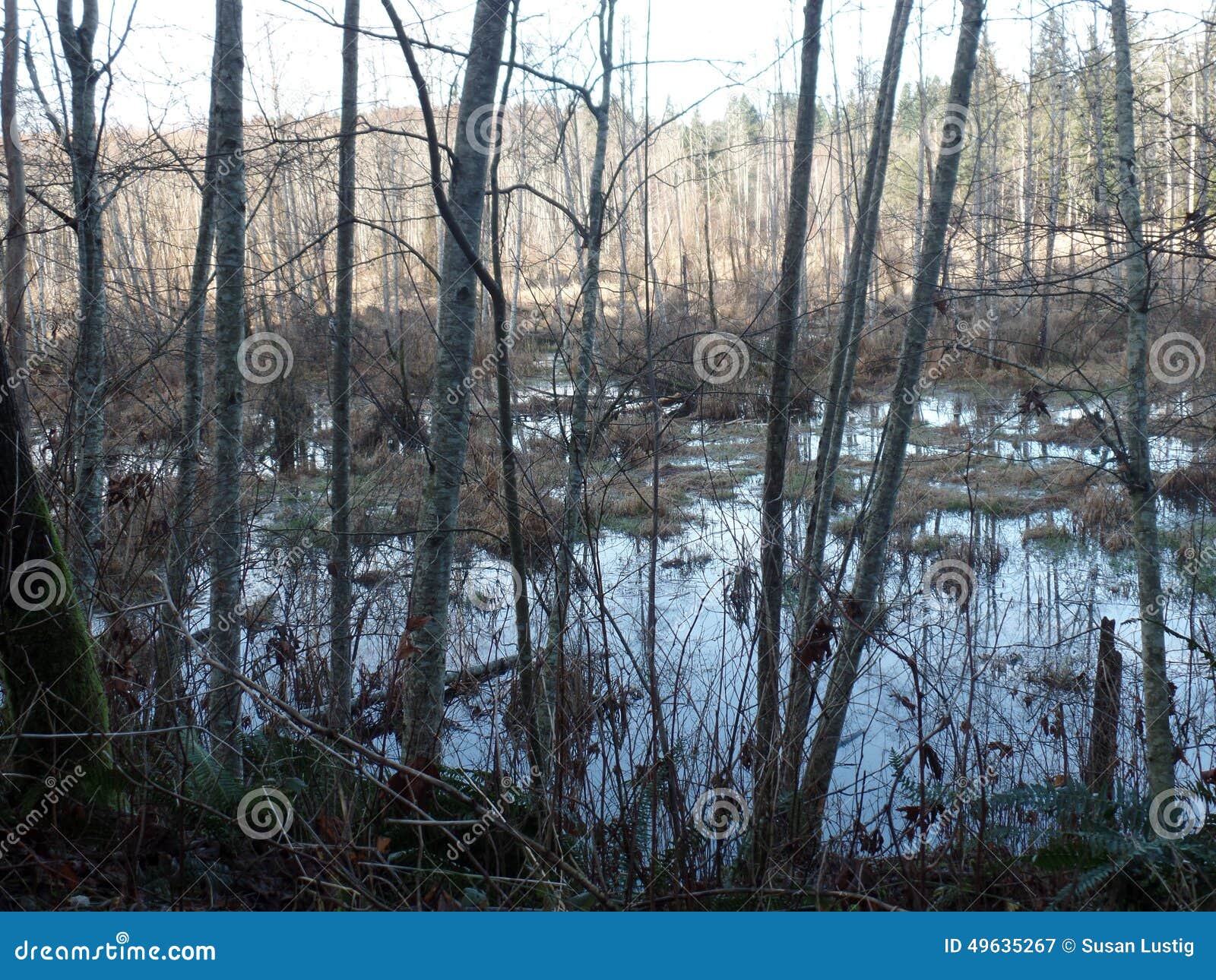 British columbia marsh stock image. Image of wetland - 49635267