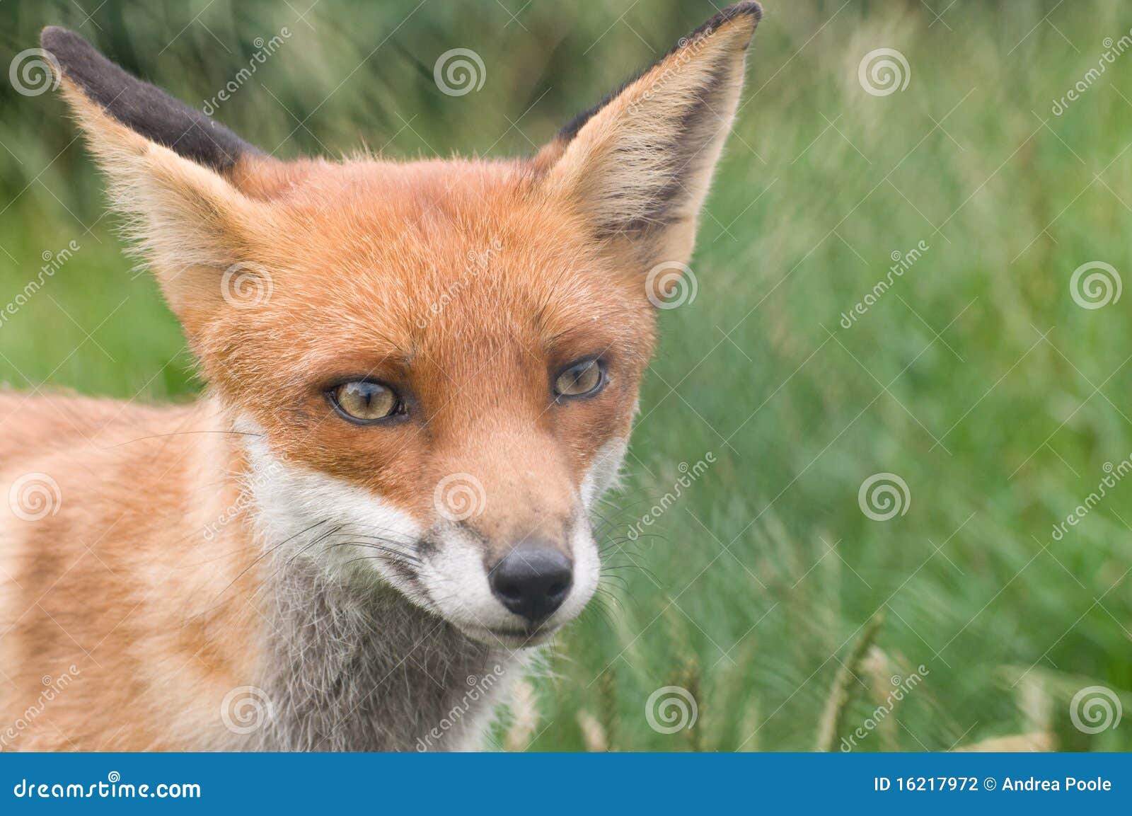 British Common Fox stock photo. Image of head, animal - 16217972