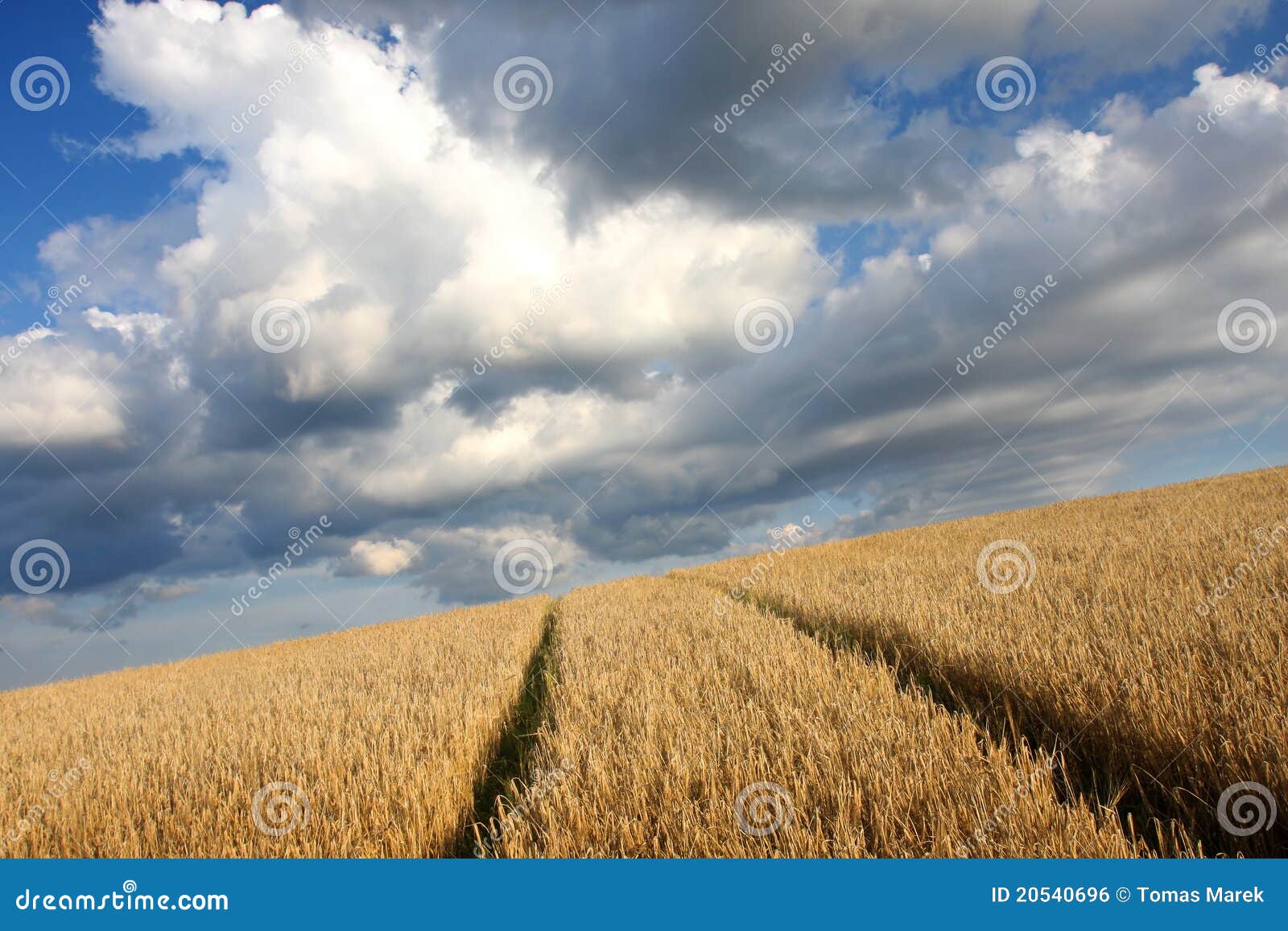 British Countryside with Field Stock Photo - Image of agriculture ...