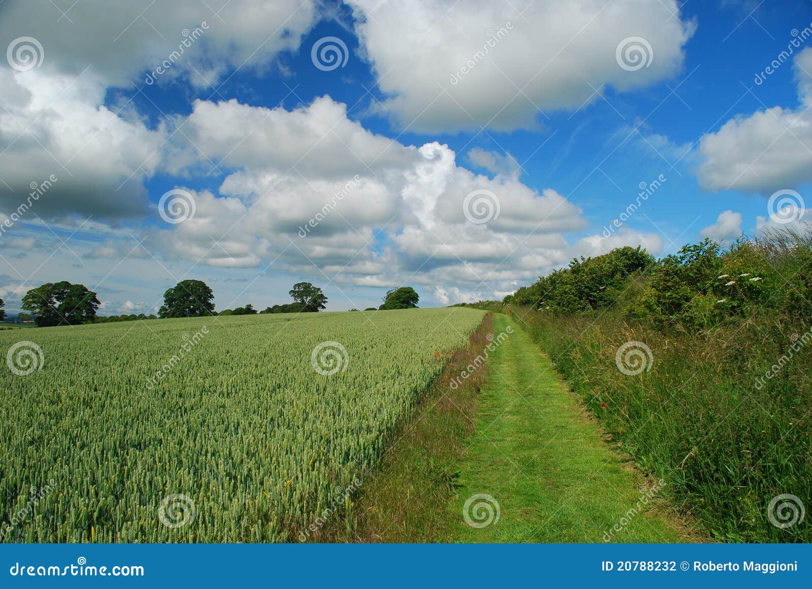 British Countryside, Walking Path and Rye Field. Stock Photo - Image of ...