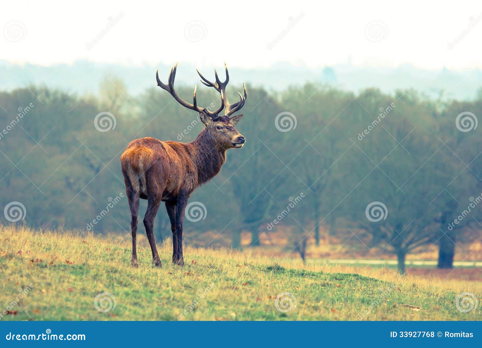 British Deer Stag stock photo. Image of animal, fauna - 33927768