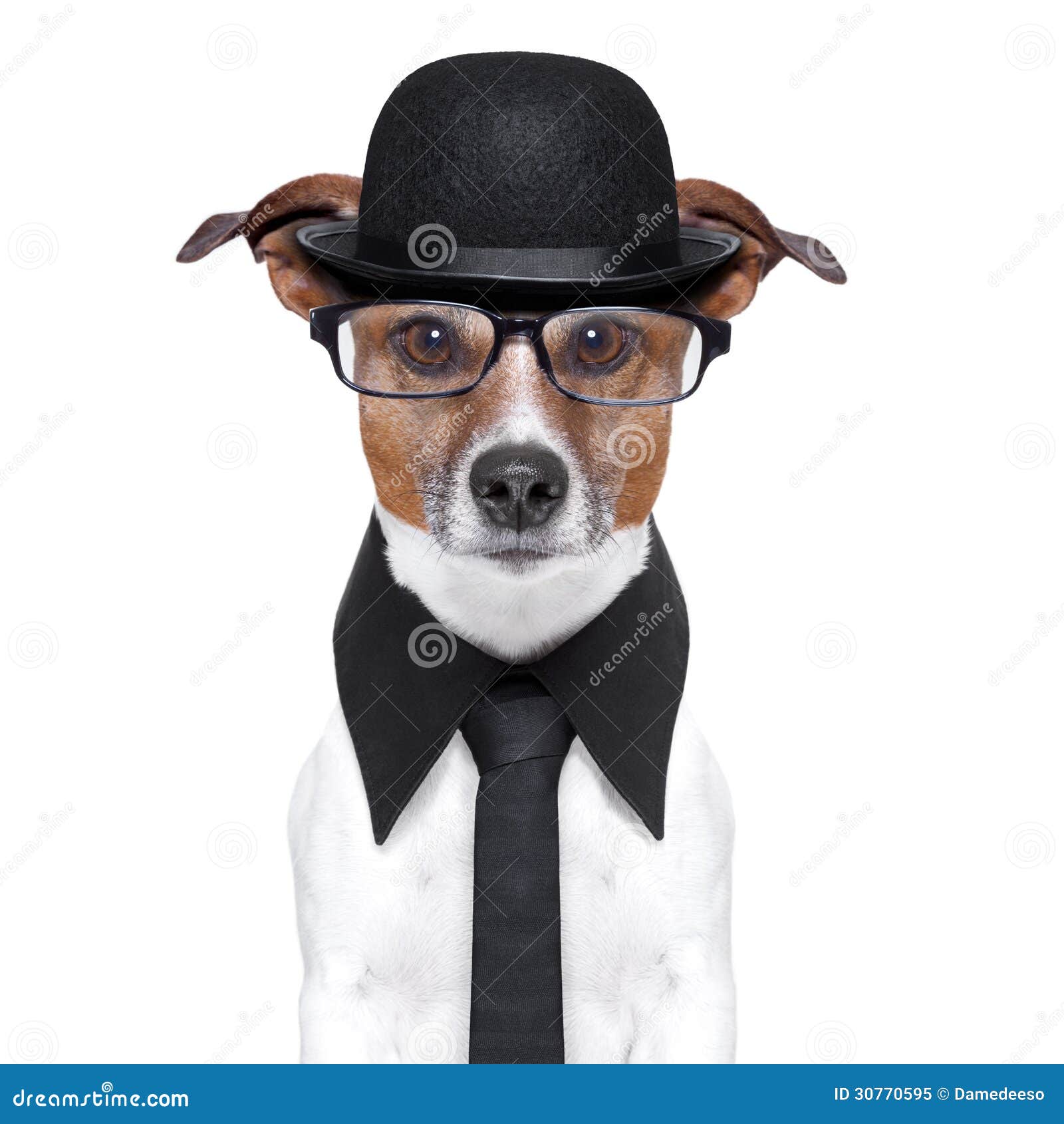 British dog stock image. Image of groom, cool, englishman - 30770595