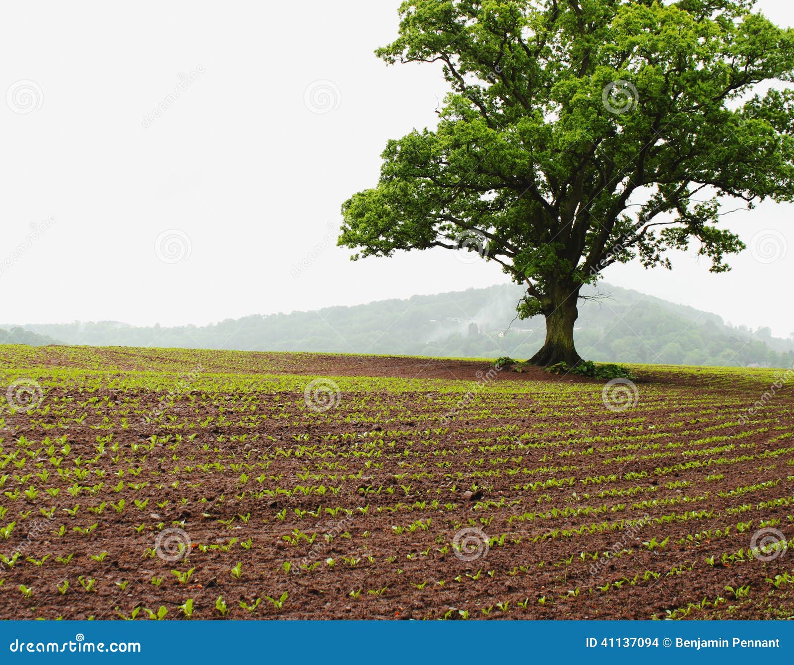 British Farmland with Oak Tree Stock Photo - Image of valley, flora ...