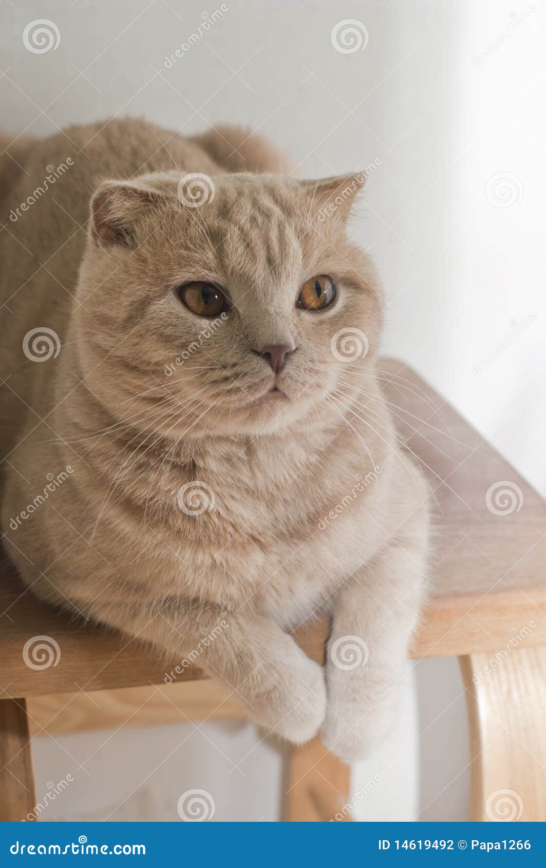 British fold cat stock photo. Image of fold, caress, calmness - 14619492
