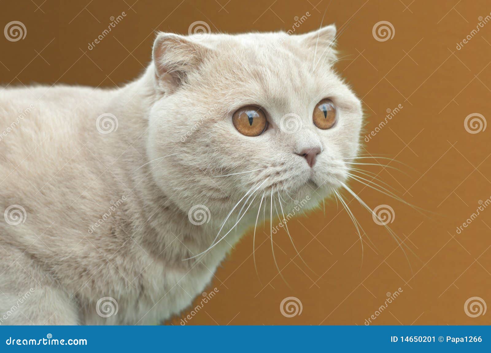 British fold cat stock image. Image of milk, sale, bowl - 14650201