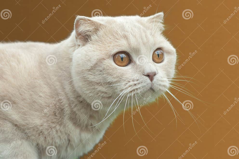 British fold cat stock image. Image of milk, sale, bowl - 14650201