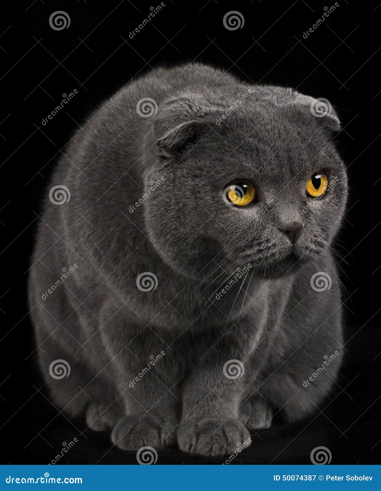 British Fold Cat on Black Background. Stock Image - Image of fold ...