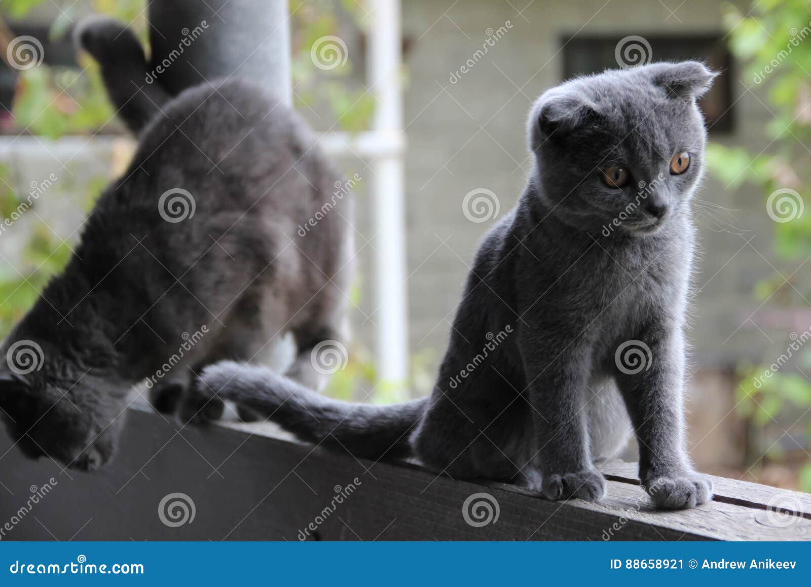 British Fold Ear Kitty and Cat Stock Image - Image of fold, beautiful ...