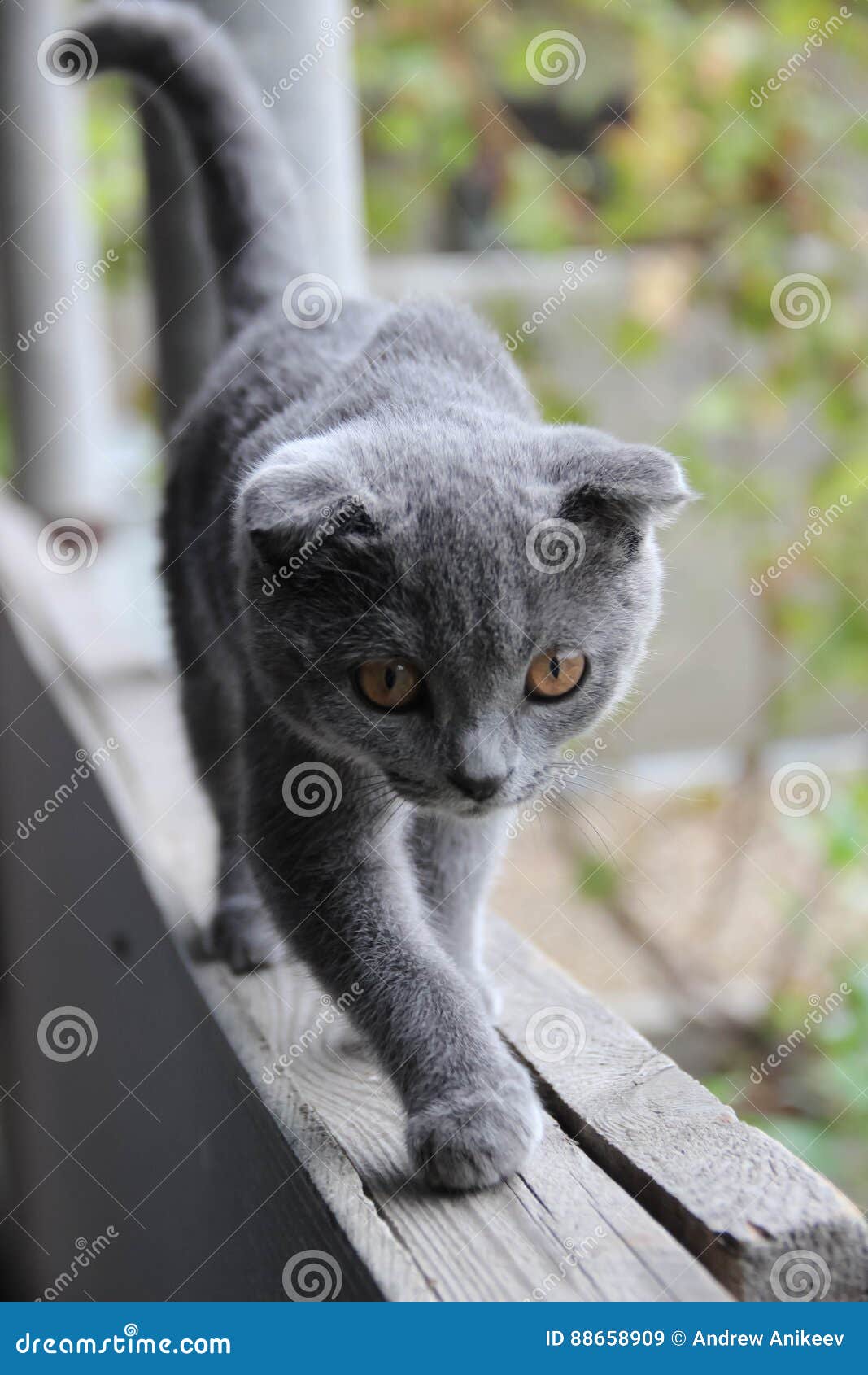 British fold ear kitty stock image. Image of butterfly - 88658909