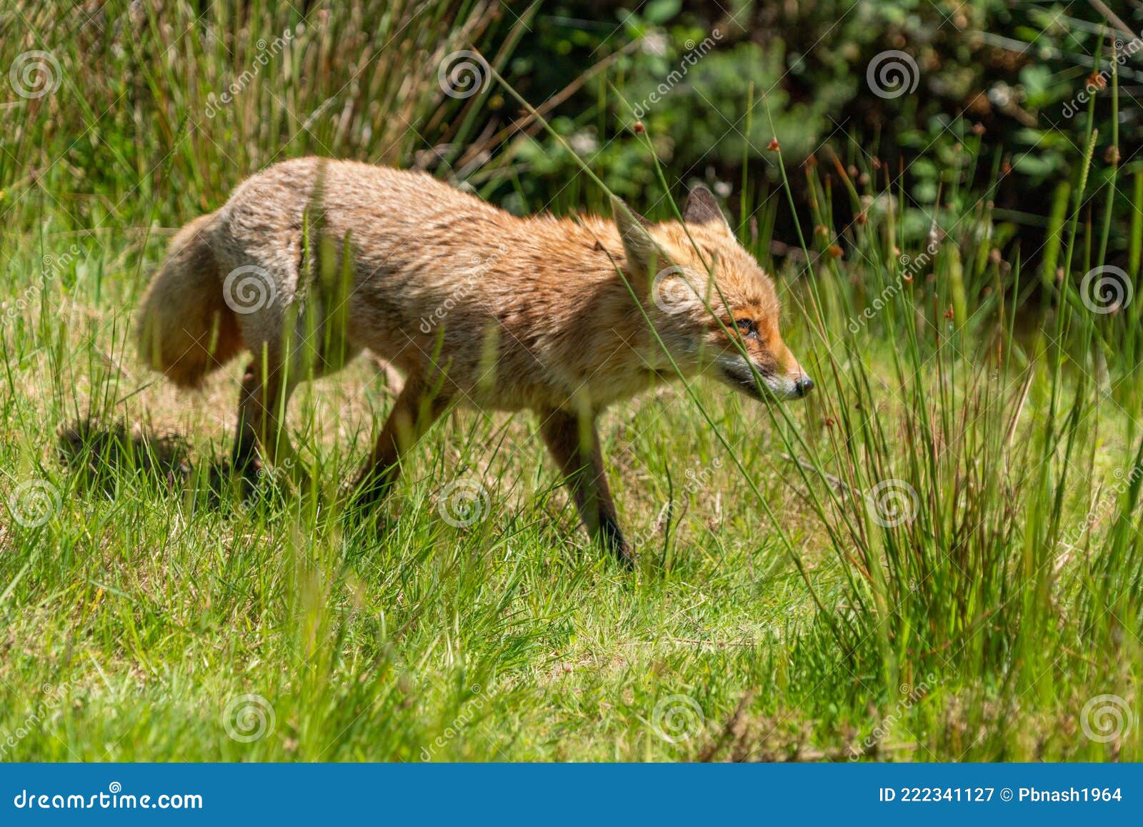 British Fox in a Field Devon England Uk Stock Image - Image of wild ...