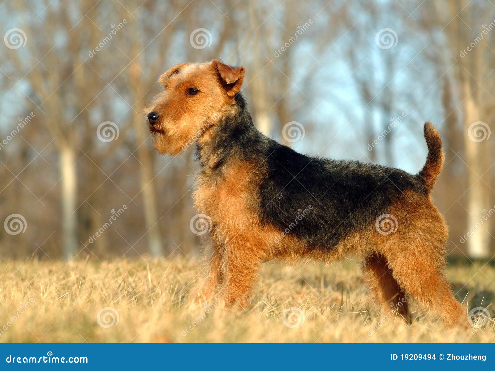 British Fox Terrier stock photo. Image of cute, grey - 19209494