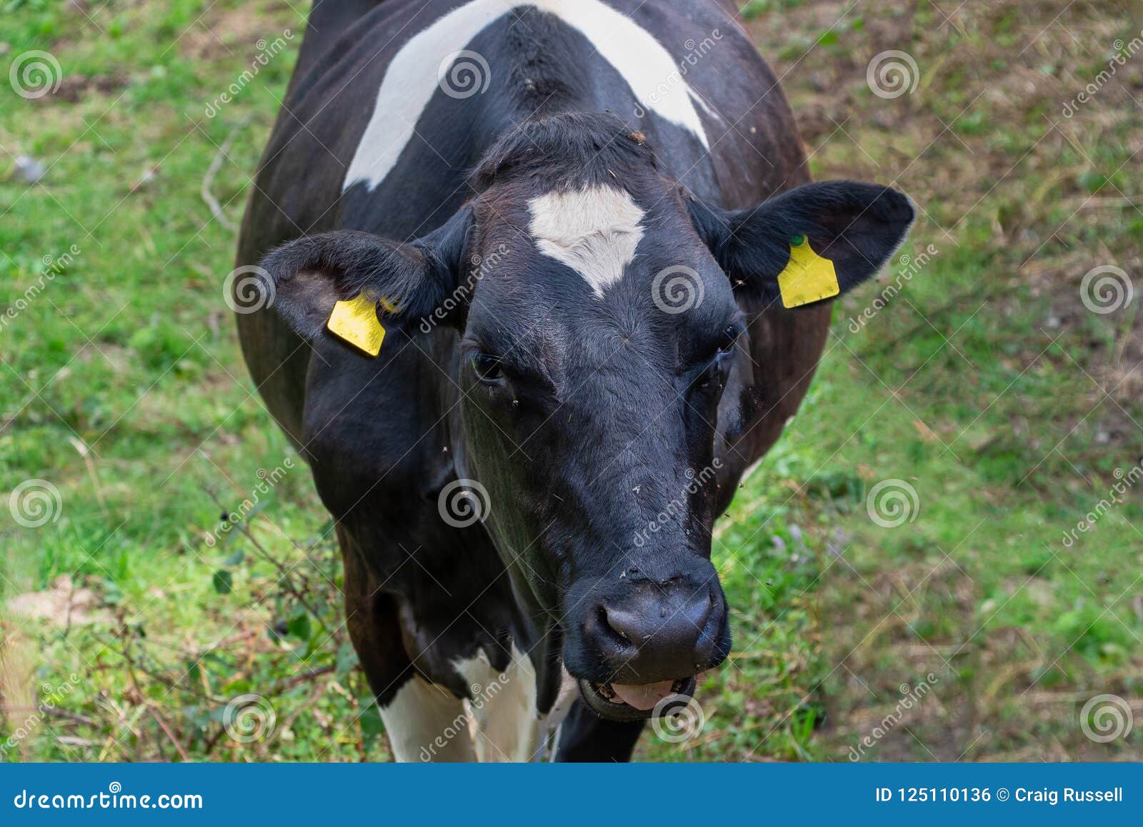 British Friesian cow stock photo. Image of pasture, head - 125110136