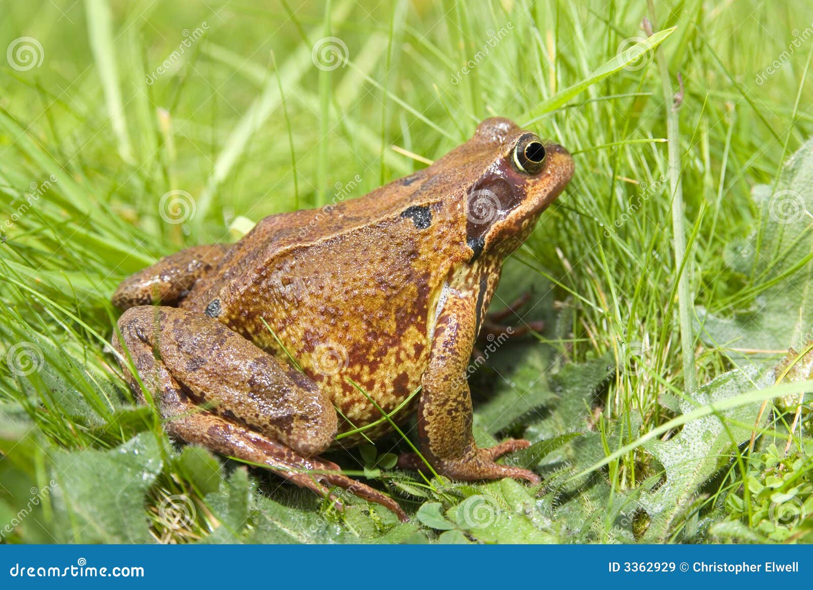 British Frog (Ranidae Rana) Royalty Free Stock Images - Image: 3362929