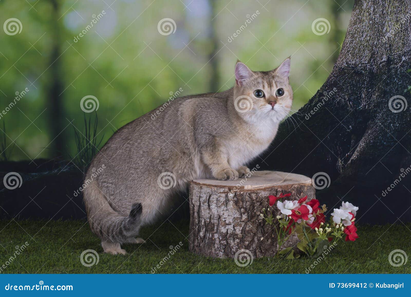 British Gold Cat Playing on the Edge of a Summer Day Stock Photo ...