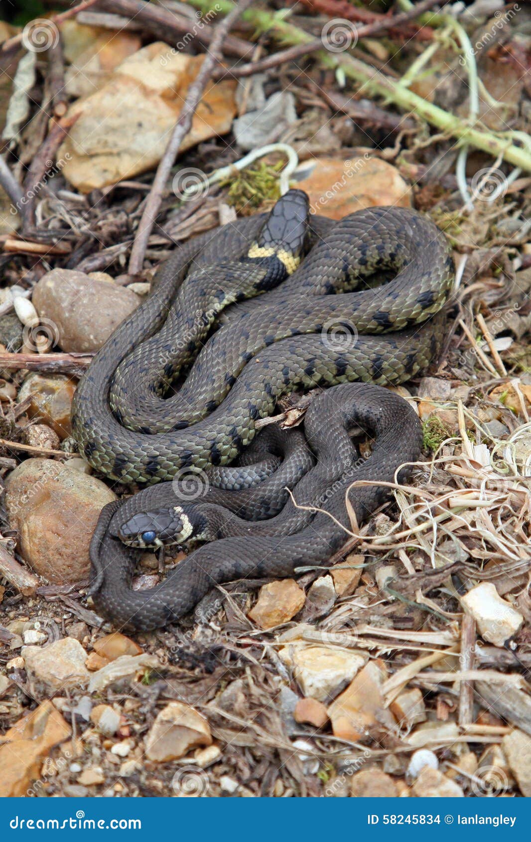 Grass Snakes Natrix Natrix On A Wooden Boards. Stock Image ...