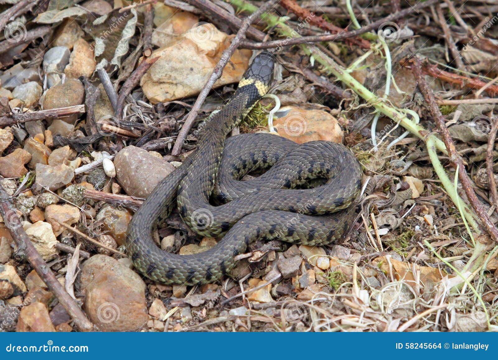 British grass snakes stock photo. Image of wild, coiled - 58245664