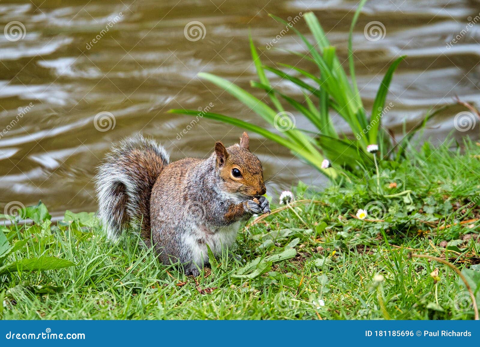 British Grey Squirrel in Cornwall Stock Photo - Image of foraging, grey ...