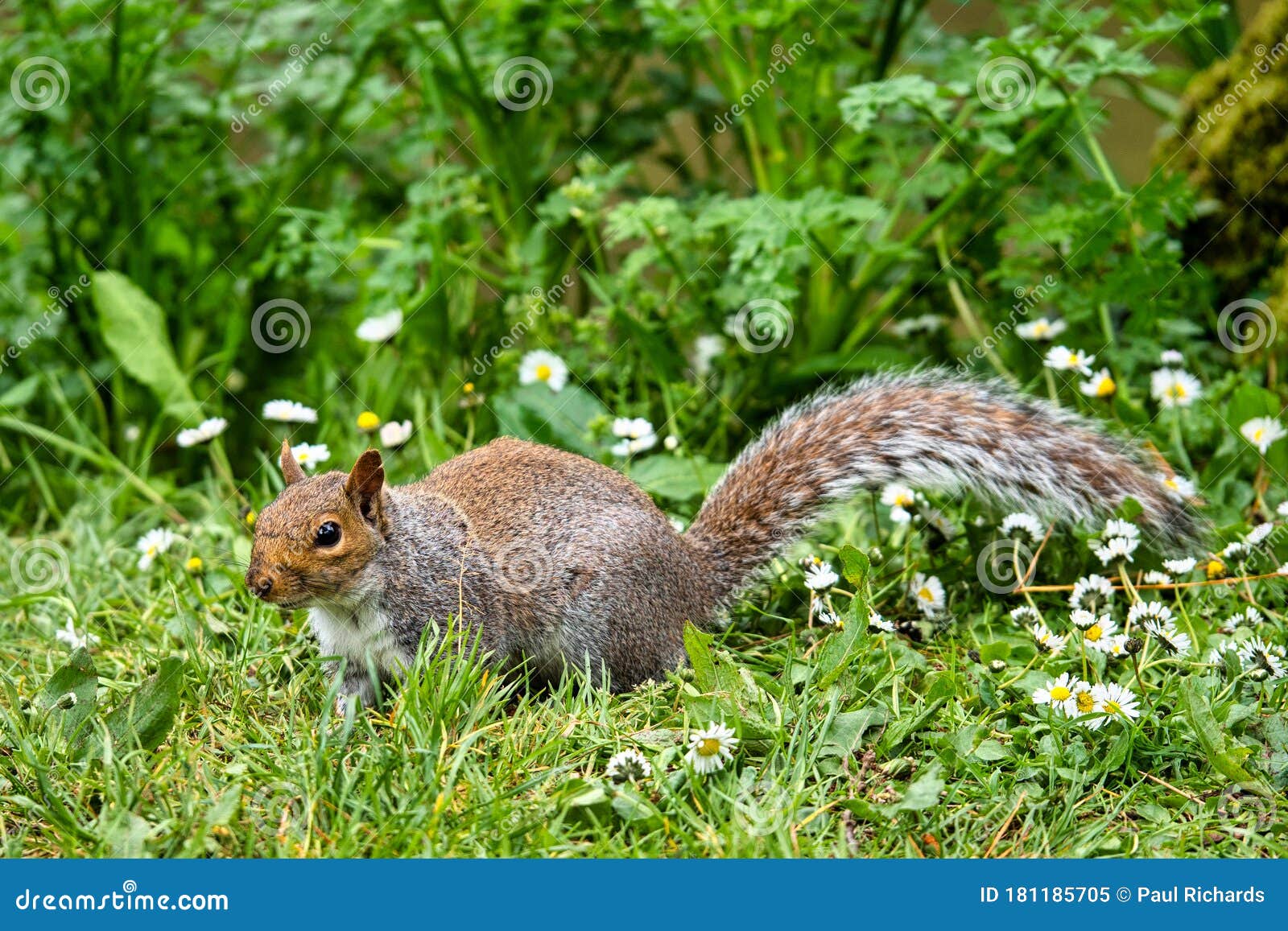British Grey Squirrel in Cornwall Stock Image - Image of grey, squirrel ...