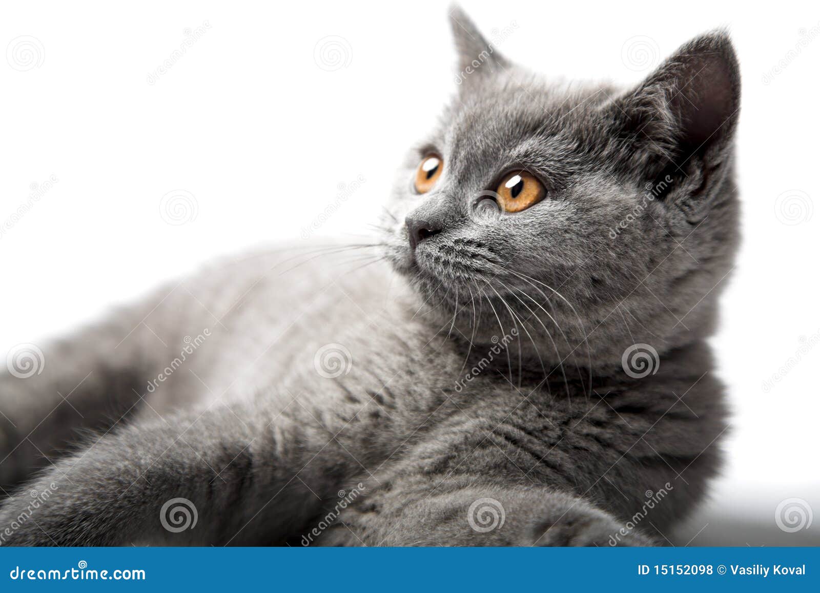 British kitten stock photo. Image of purebred, pedigreed - 15152098