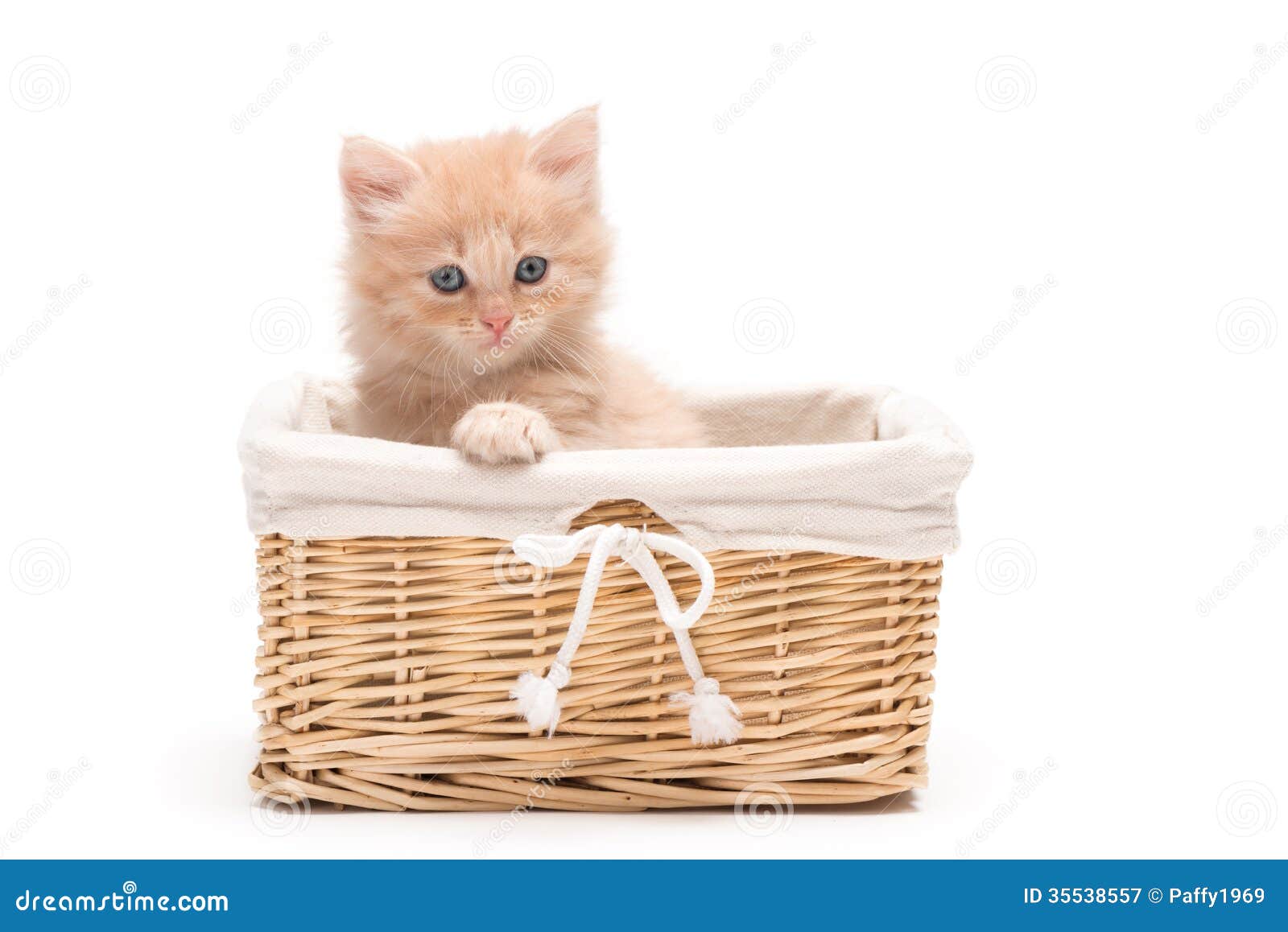 Kitten In A Basket Lying On His Back. Age 1 Month Stock Photography ...
