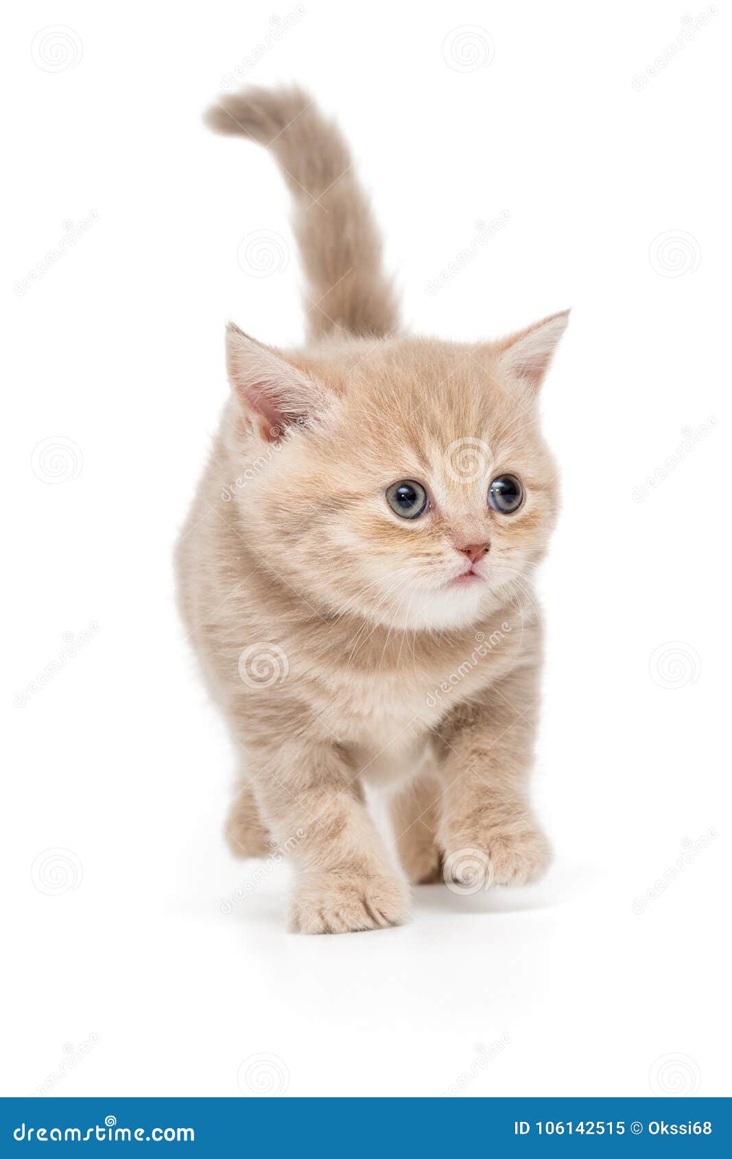 British Kitten in Beige Color Stock Image - Image of sitting, striped ...