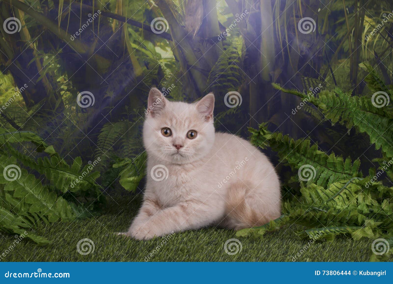 British Jungle Carbine Lee Enfield No.5 Rifle Royalty-Free Stock Image ...