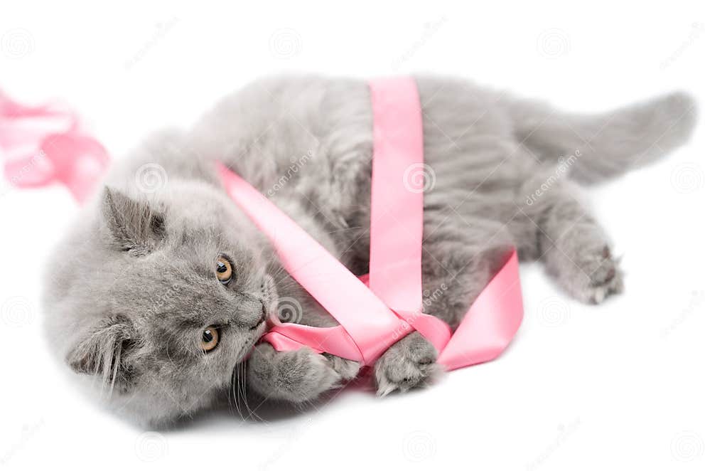 British Kitten Playing with Ribbon Isolated Stock Photo - Image of ...