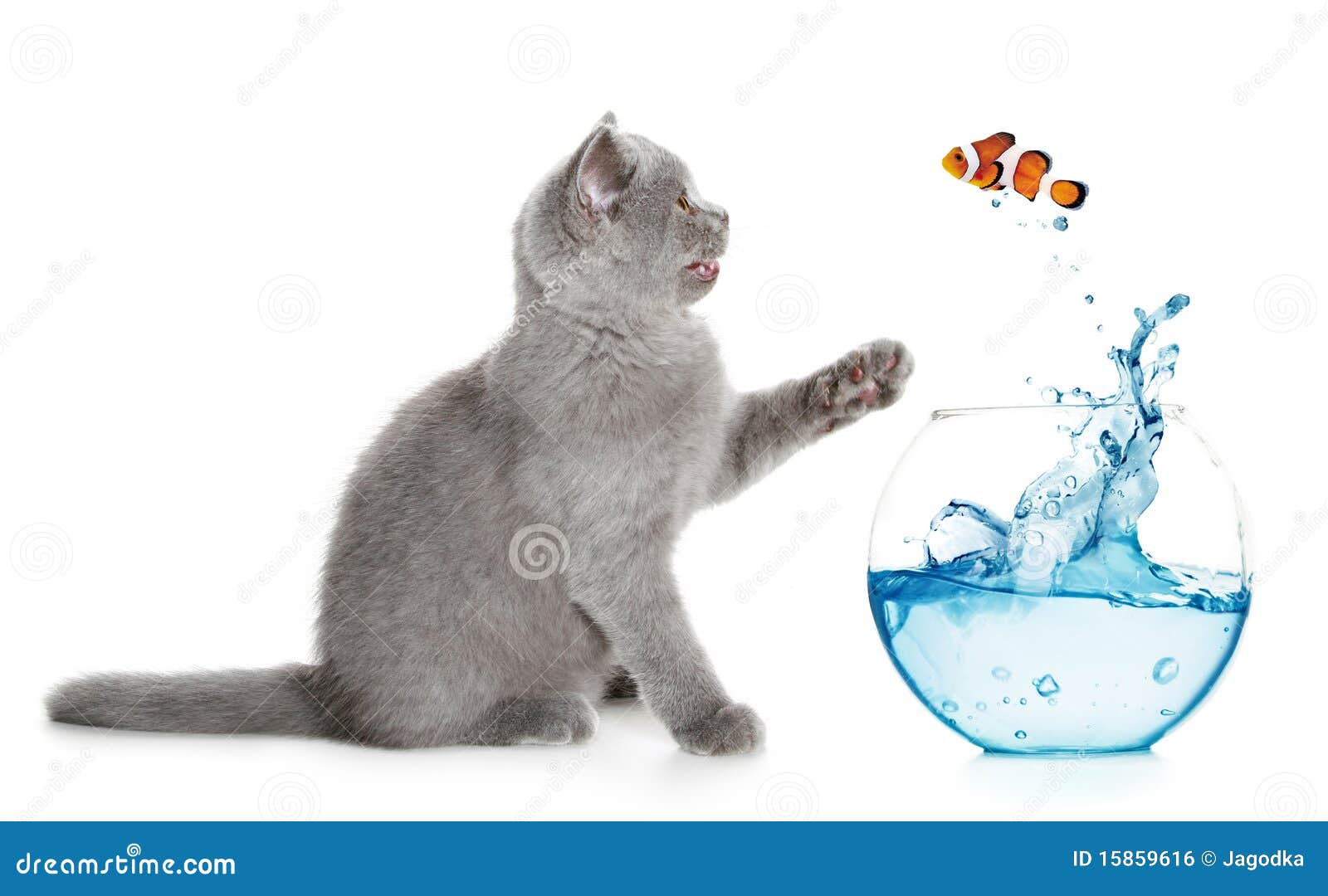 British Kitten Plays with a Small Fish Stock Photo - Image of hunger ...